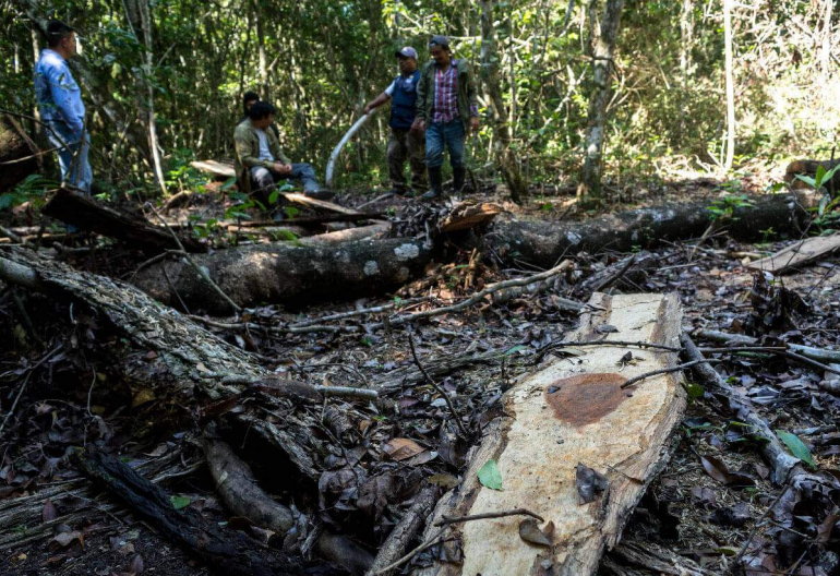 Tala clandestina en la Selva Maya: la otra presión